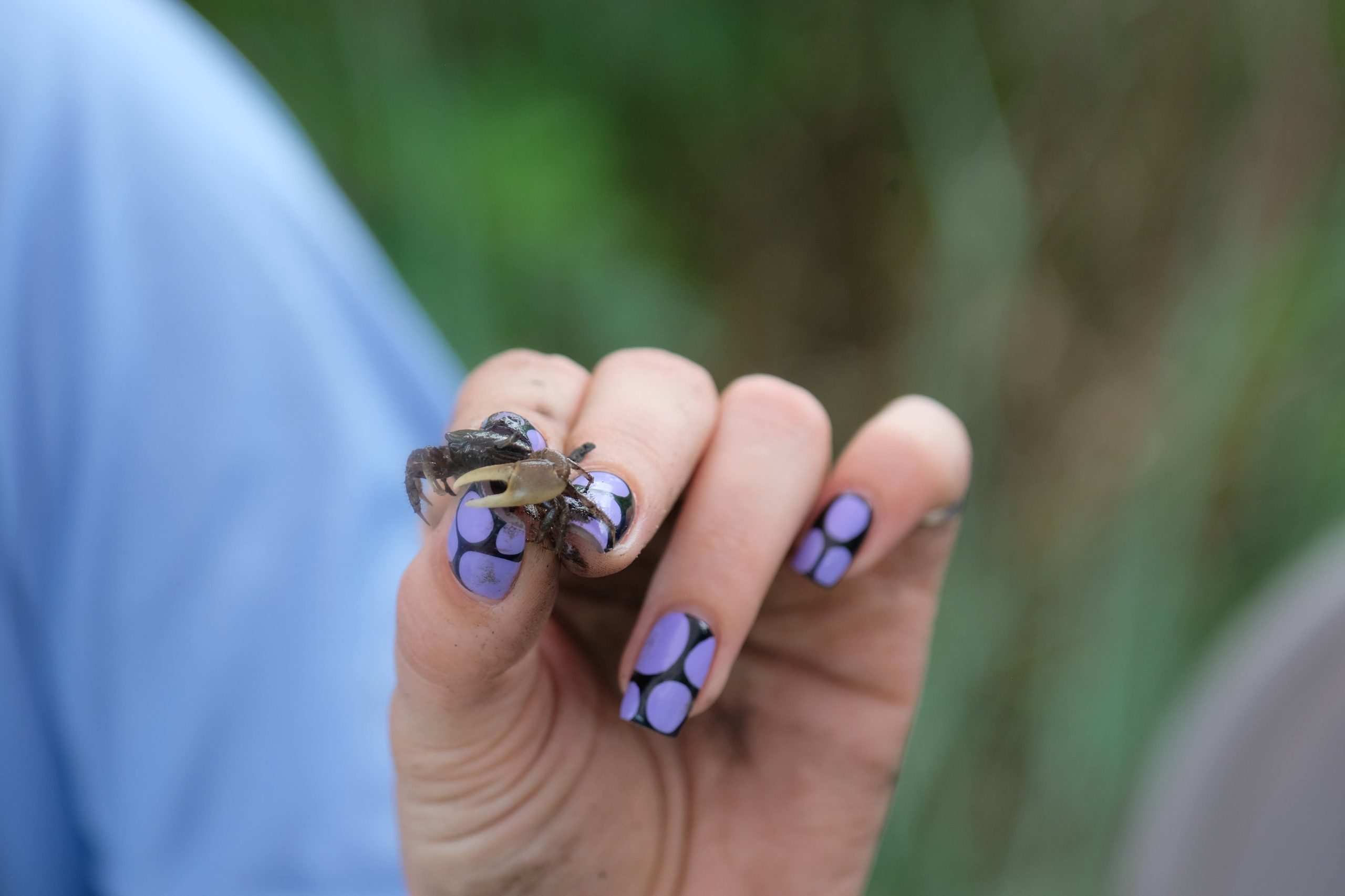 Join Our Natural Areas Team and Look for Fiddler Crabs! - Randall's Island